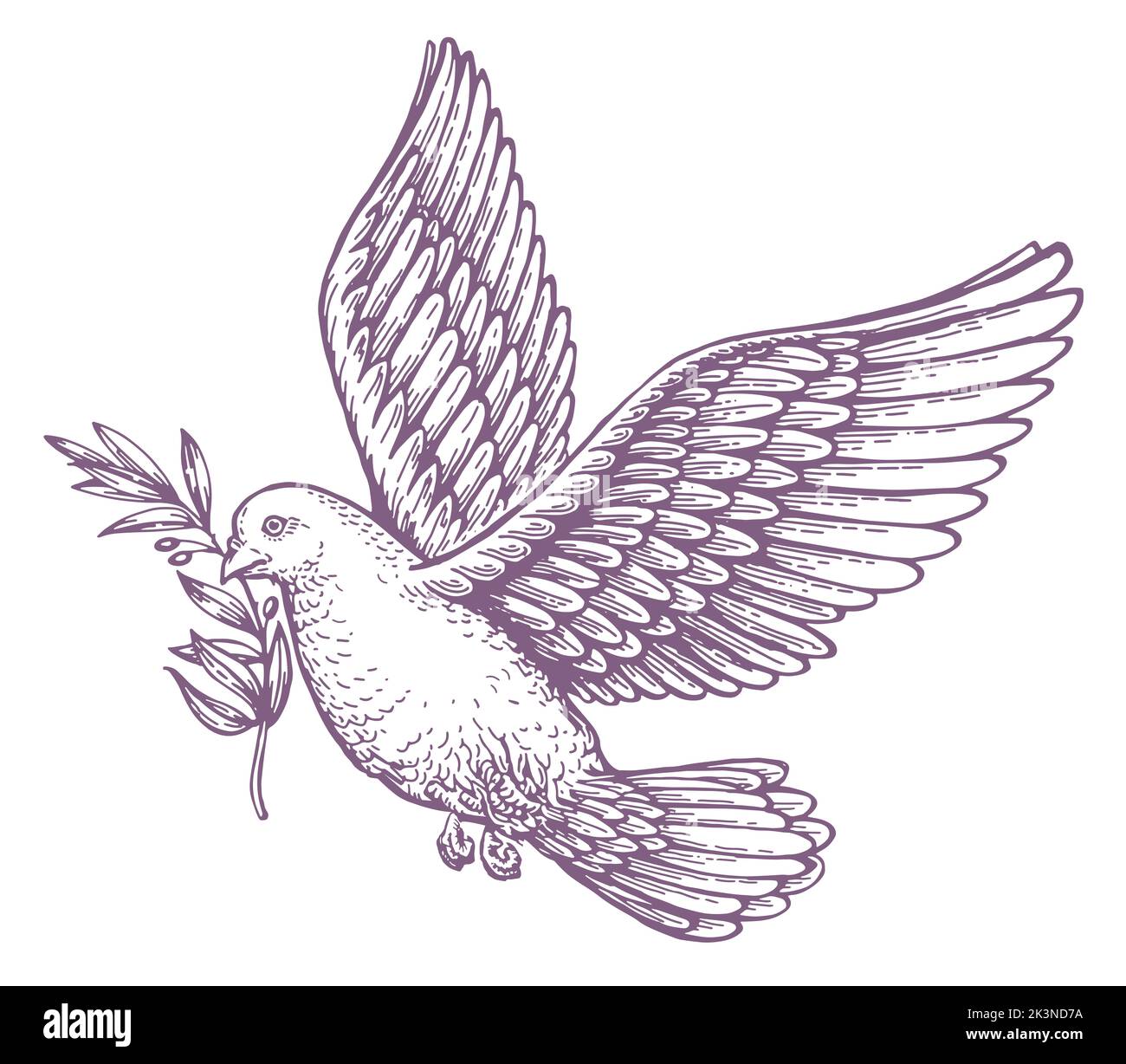 Flying dove and olive branch isolated on white background. Peace ...