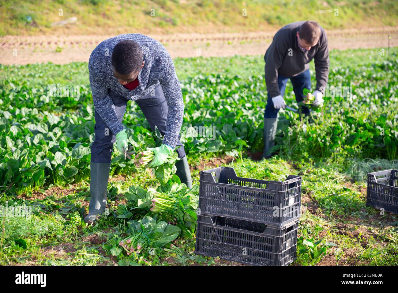 Workmen cutting spinach on farm field Stock Photo - Alamy