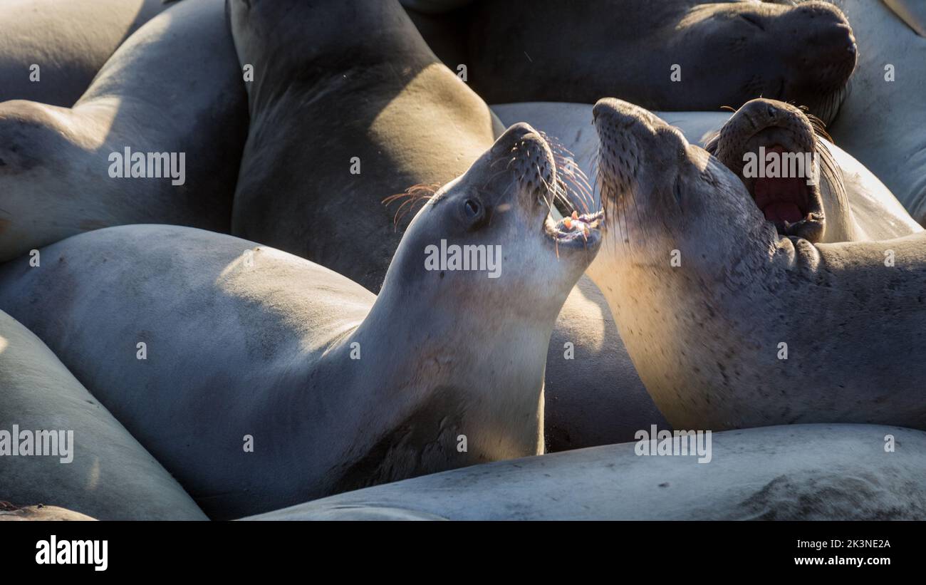 Two seals lying hi-res stock photography and images - Alamy