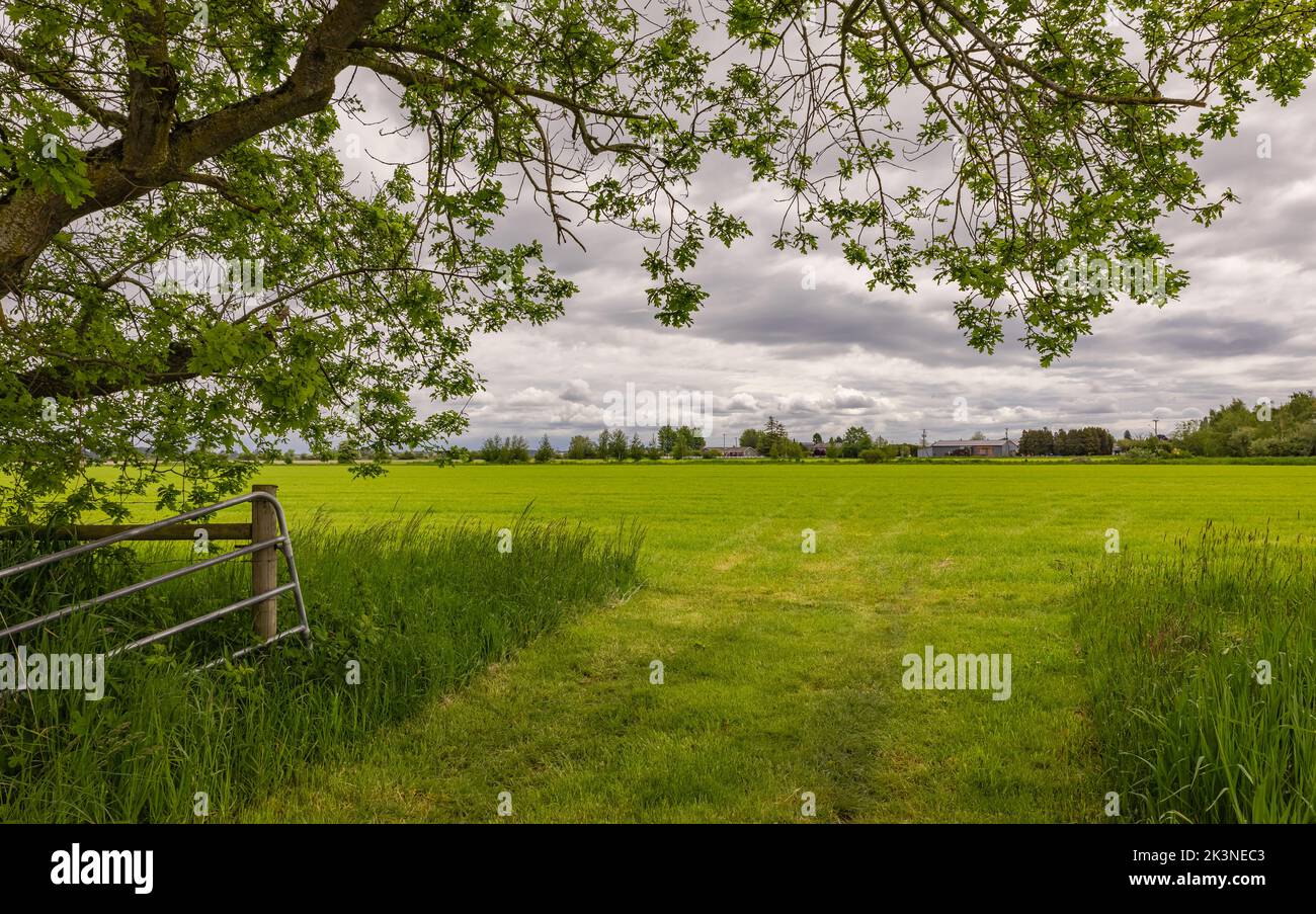 Fresh air and beautiful natural landscape of meadow with green tree in ...