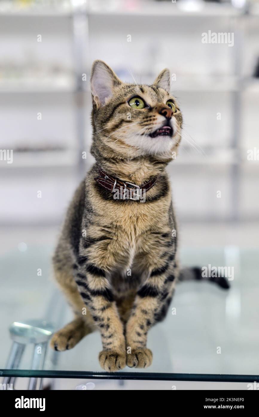 A cat looking up above on white isolated background Stock Photo - Alamy