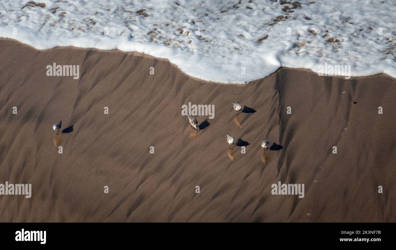 An aerial view of birds on the sea coast Stock Photo - Alamy