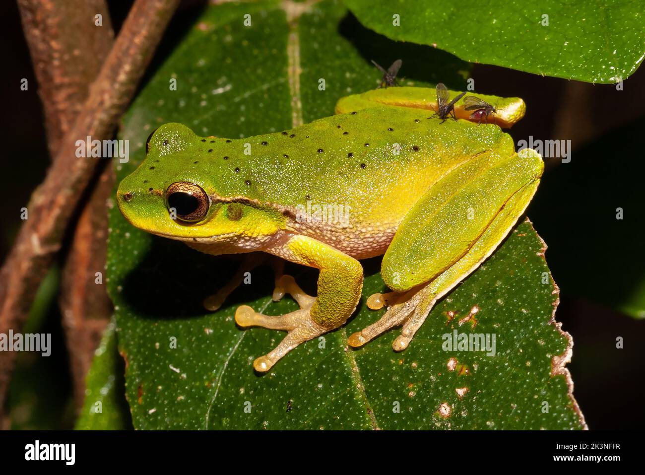 Cascade Tree Frog with insects biting Stock Photo - Alamy