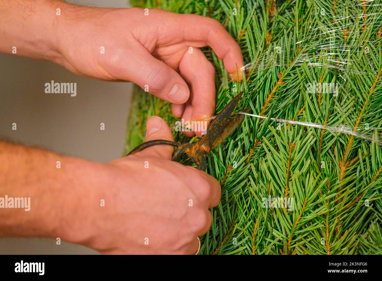 Christmas tree unpacking.wrapped tree. hands cut the protective mesh on ...
