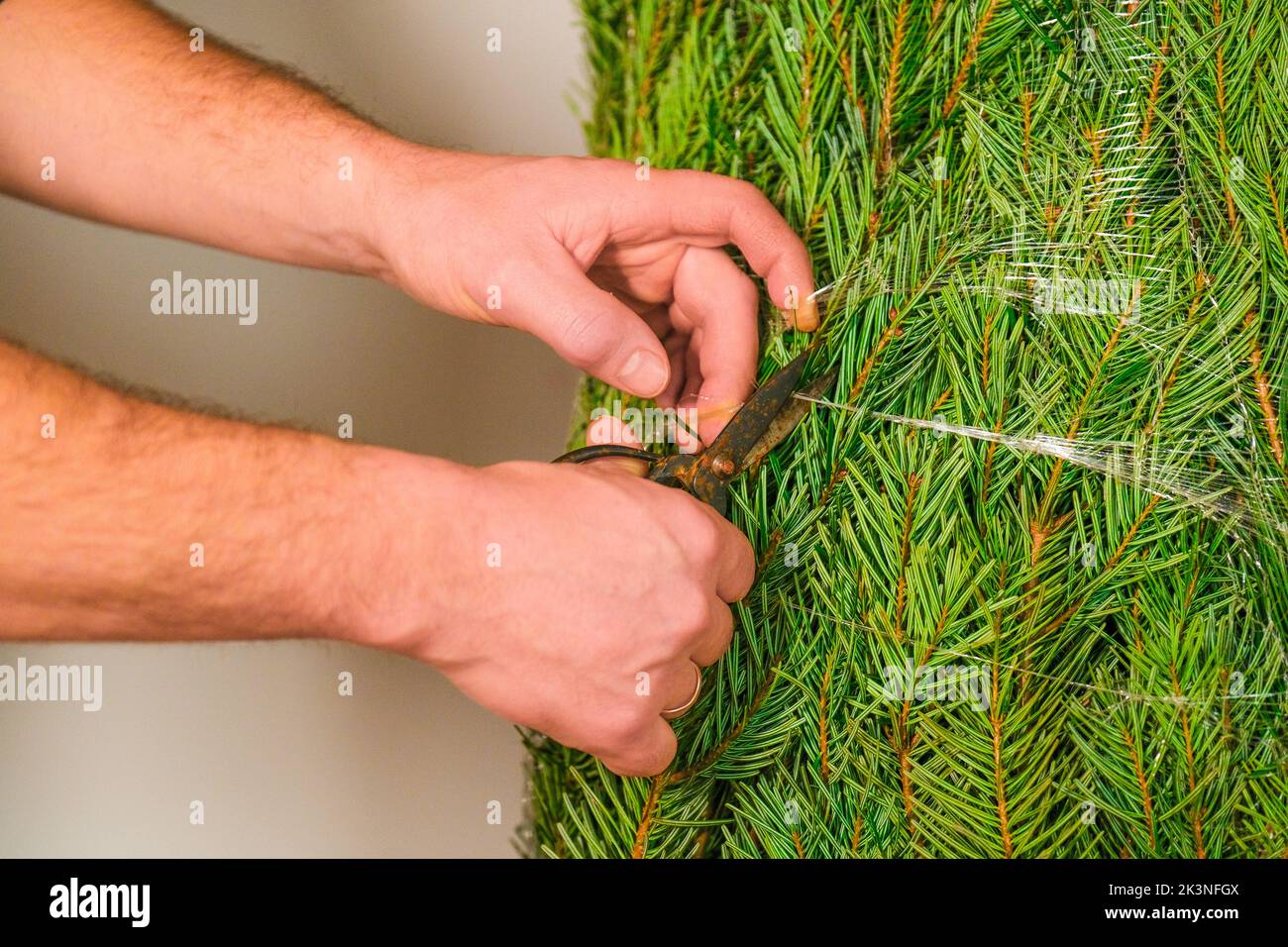 Installing a christmas tree hi-res stock photography and images - Alamy Installing a christmas tree hi-res stock photography and images - Alamy
