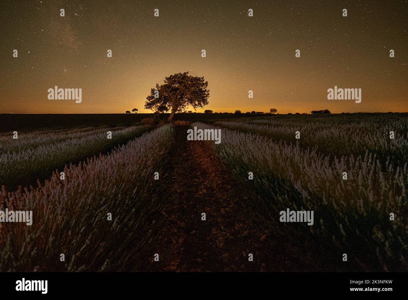 A scenic shot of a lavender valley with a route leading to a single ...