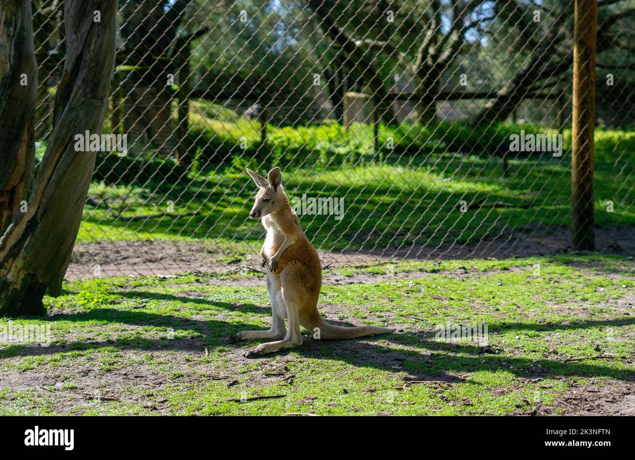 Kangaroos at Whiteman Park, near Perth, Western Australia Stock Photo ...