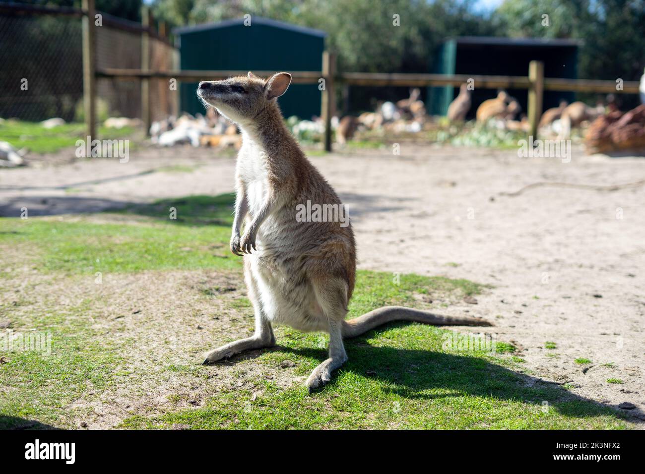 Kangaroos at Whiteman Park, near Perth, Western Australia Stock Photo ...