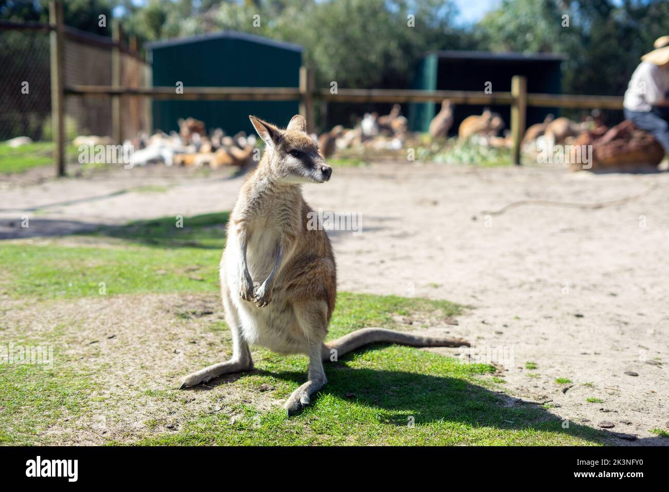 Kangaroos at Whiteman Park, near Perth, Western Australia Stock Photo ...