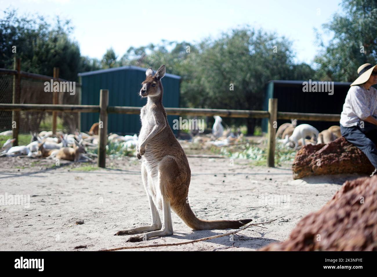 A Kangaroo at Whiteman Park, near Perth, Western Australia Stock Photo ...