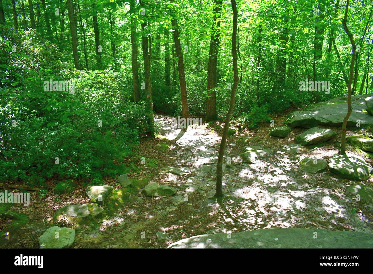 A beautiful landscape of a forest in daylight Stock Photo - Alamy