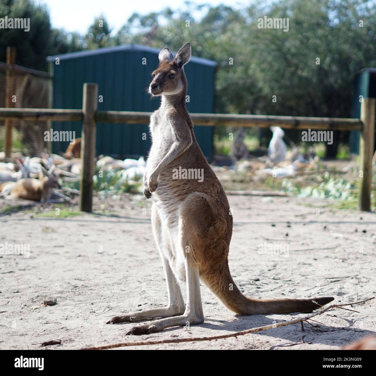 Kangaroos at Whiteman Park, near Perth, Western Australia Stock Photo ...