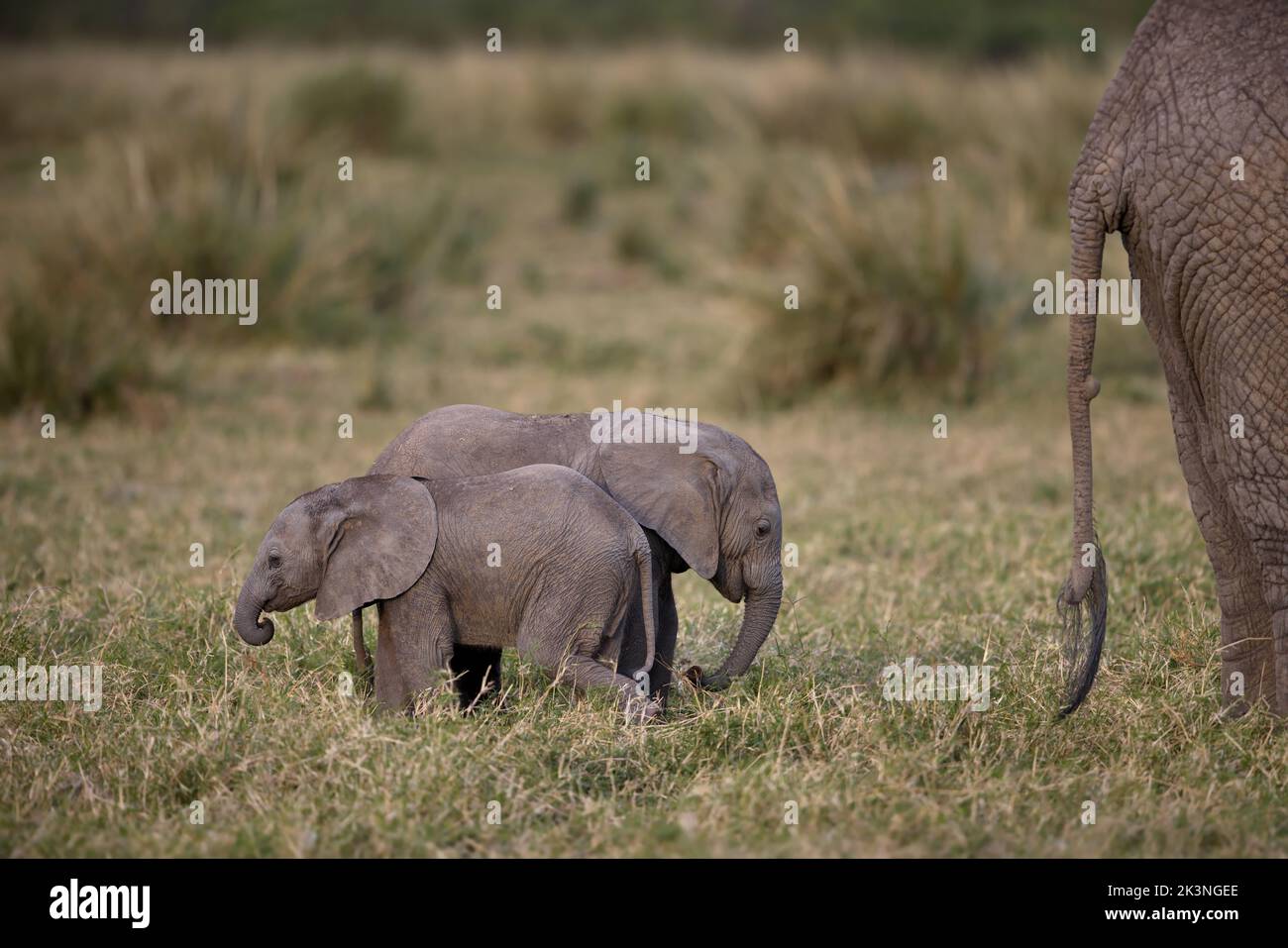 An adorable shot of baby elephants playing with each other with their ...