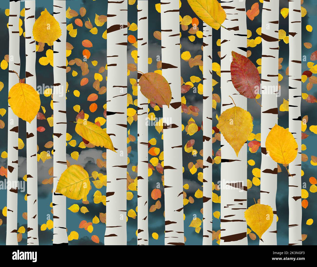 Paper birch tree trunks and falling autumn paper birch leaves are seen ...