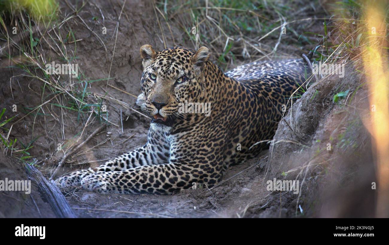 An African leopard captured laying on ground in wilderness Stock Photo ...
