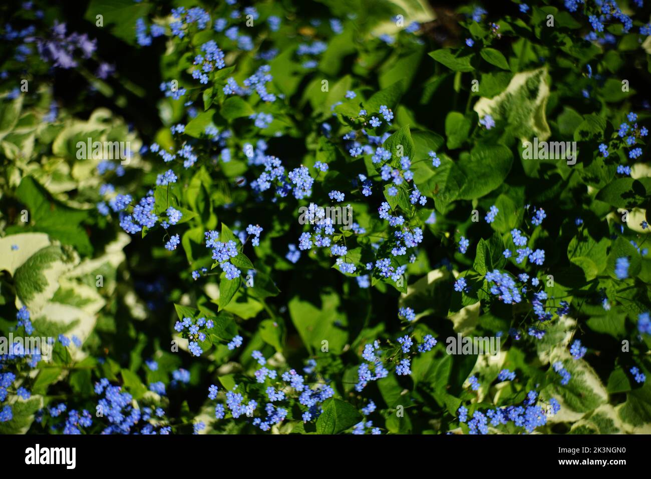 A closeup shot of Siberian bugloss (Brunnera macrophylla) flowers in ...
