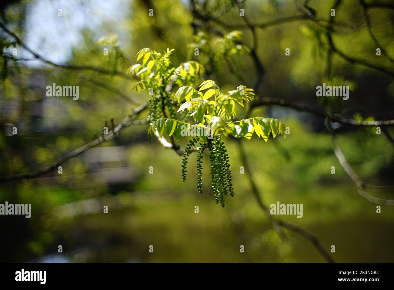 Manchurian walnut tree hi-res stock photography and images - Alamy