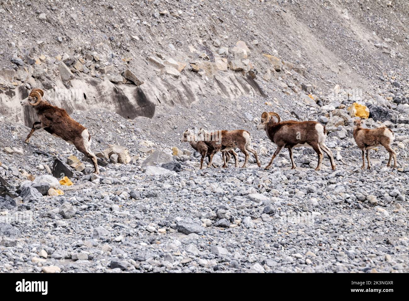 The Stone's sheep; Ovis dalli stonei; stone sheep; along the Alaska ...