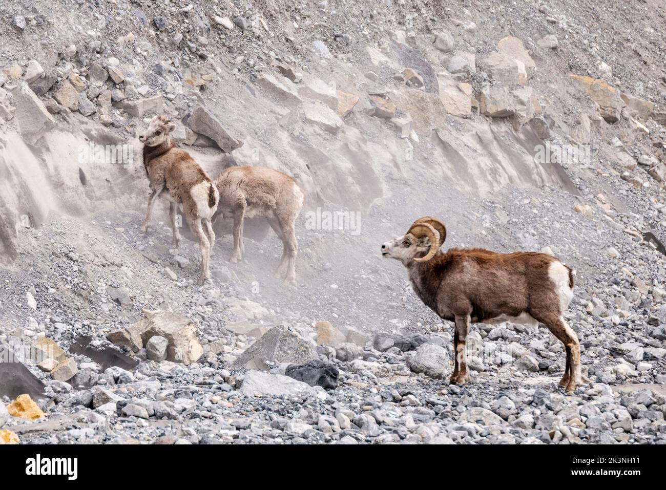 The Stone's sheep; Ovis dalli stonei; stone sheep; along the Alaska ...