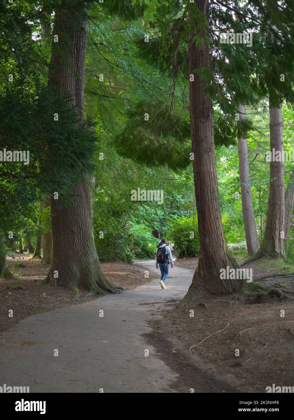 A lone woman walks a winding path through tall trees on the Ness ...