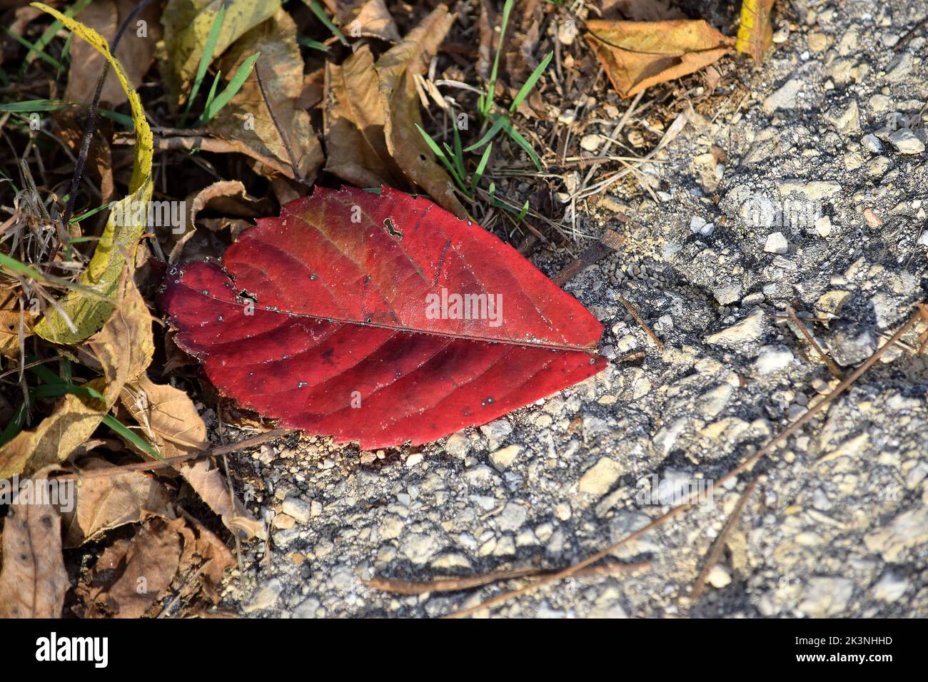 Autumn transition fall leaf hi-res stock photography and images - Alamy