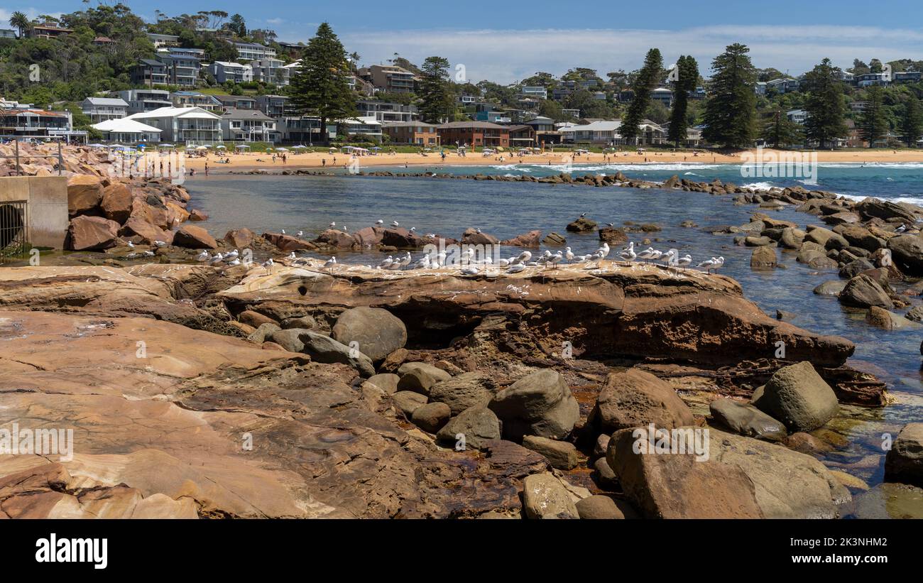 Hundreds of seagulls on rocks at beach in Australia. Australian people ...
