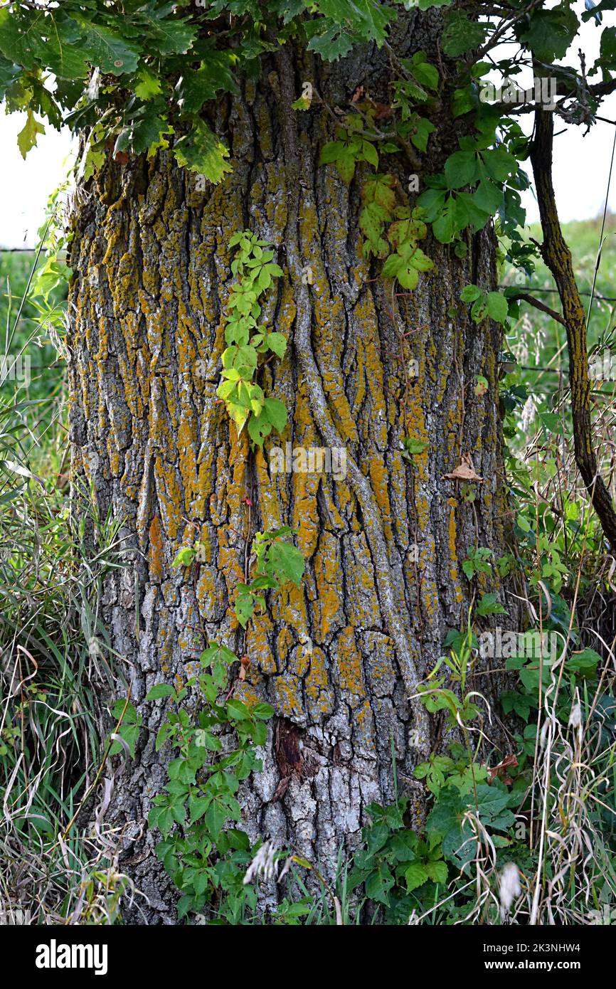 Vines and moss growing on an old oak tree Stock Photo - Alamy