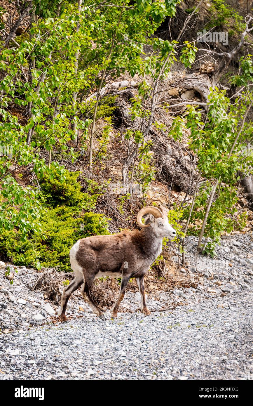 The Stone's sheep; Ovis dalli stonei; stone sheep; along the Alaska ...