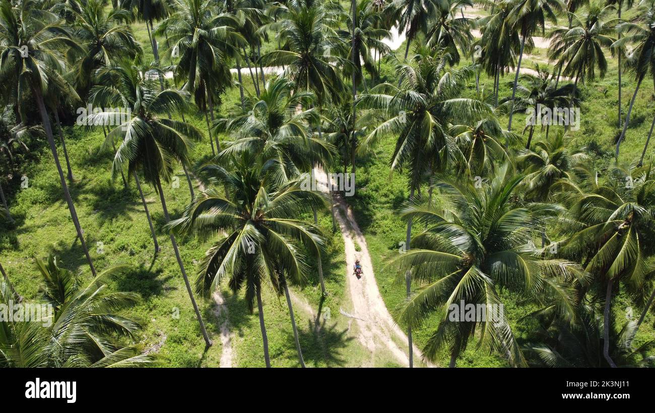 An aerial breathtaking view of a path through tall green palm trees on ...