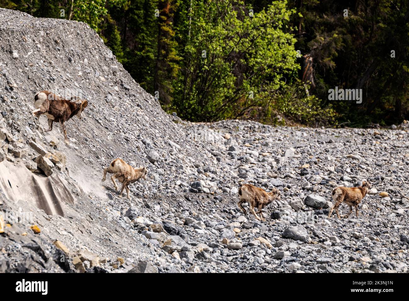 The Stone's sheep; Ovis dalli stonei; stone sheep; along the Alaska ...