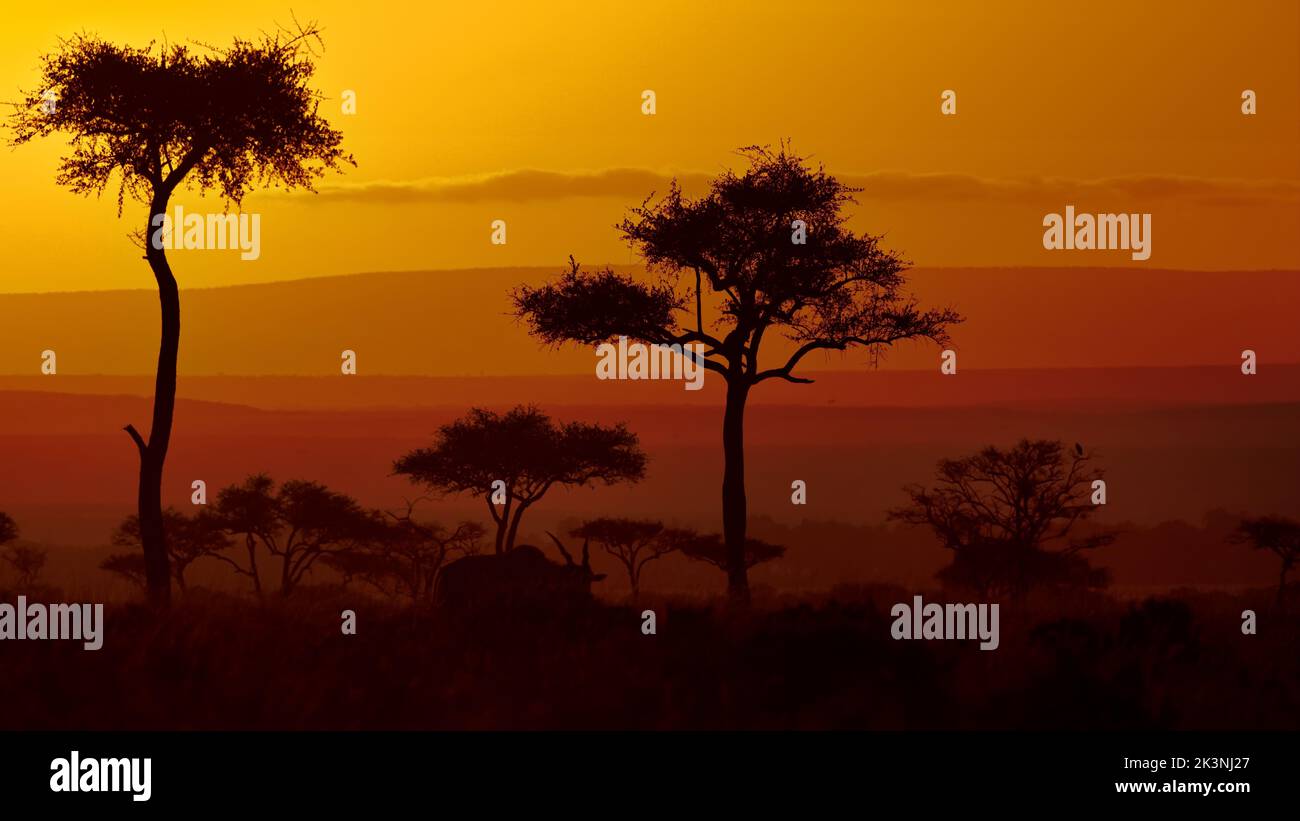 A silhouette of a wild animal grazing and savanna trees captured at ...