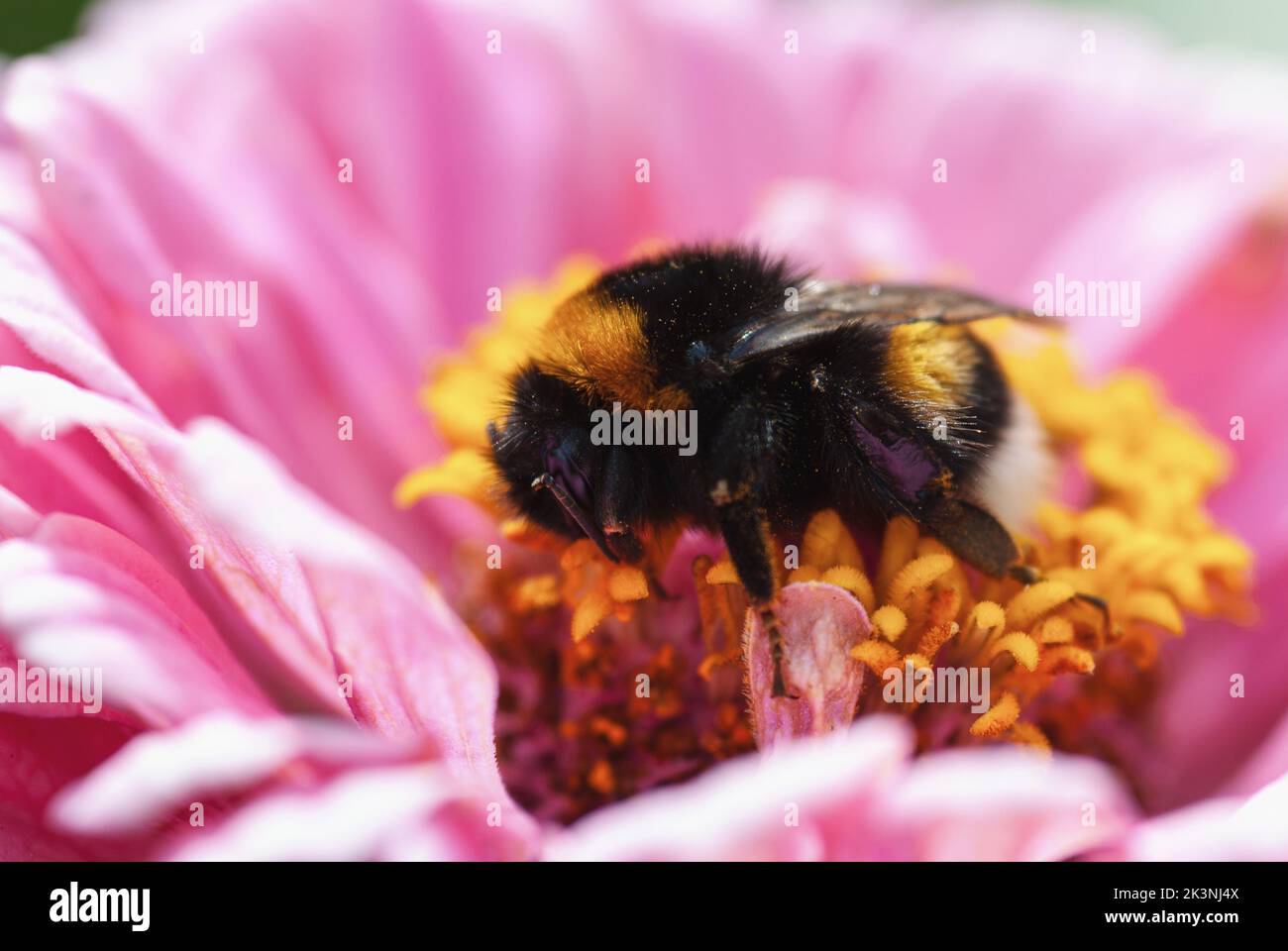Sleeping bumblebee hi-res stock photography and images - Alamy