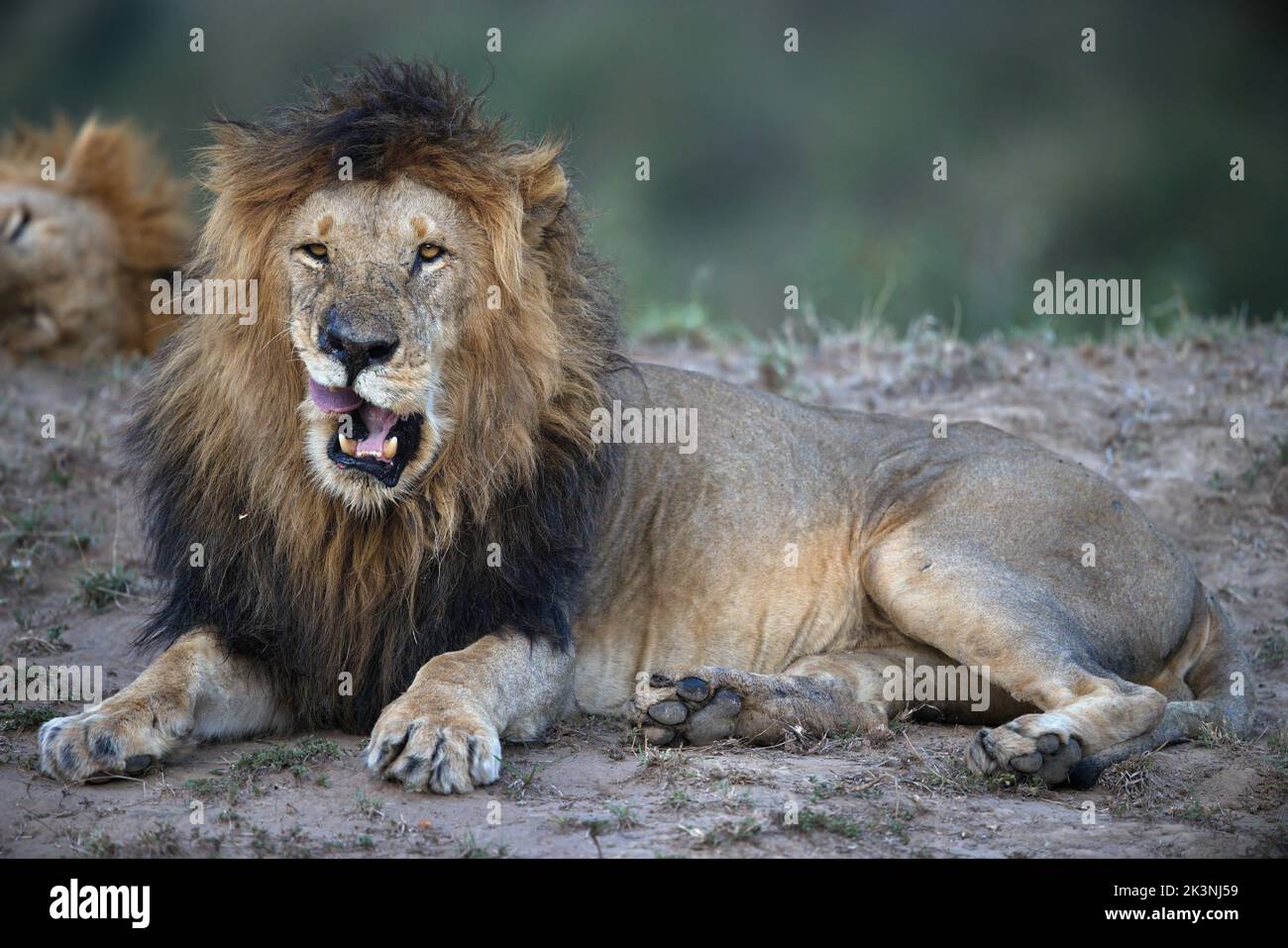 A portrait of a roaring lion laying on ground captured in its natural ...