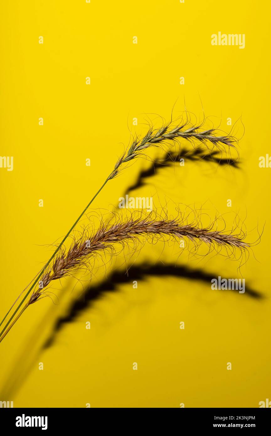 Heads of wild mountain grasses growing in the Colorado mountains at ...
