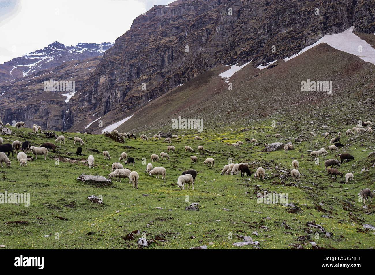 Blue sheep uttarakhand hi-res stock photography and images - Alamy