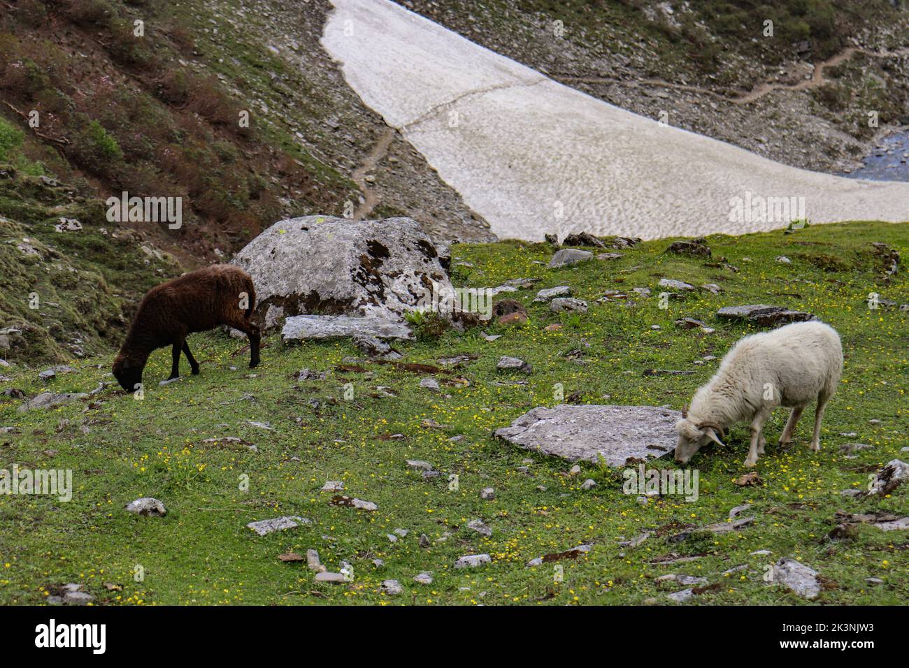 Blue sheep uttarakhand hi-res stock photography and images - Alamy