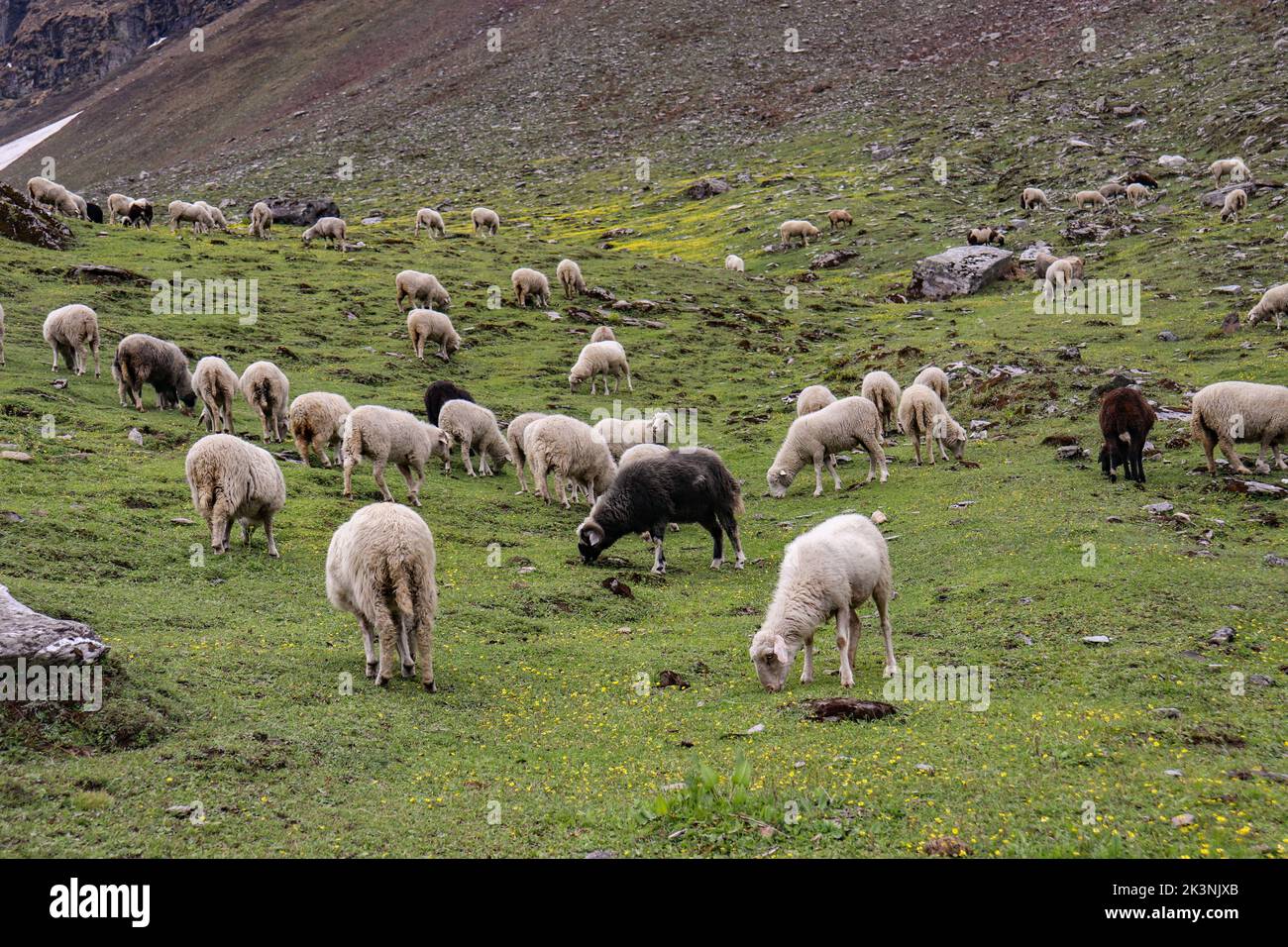Blue sheep uttarakhand hi-res stock photography and images - Alamy