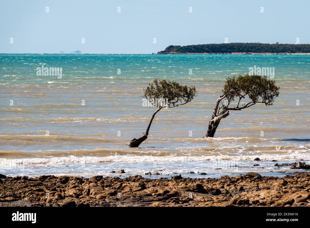 two mangrove trees in ocean Stock Photo - Alamy