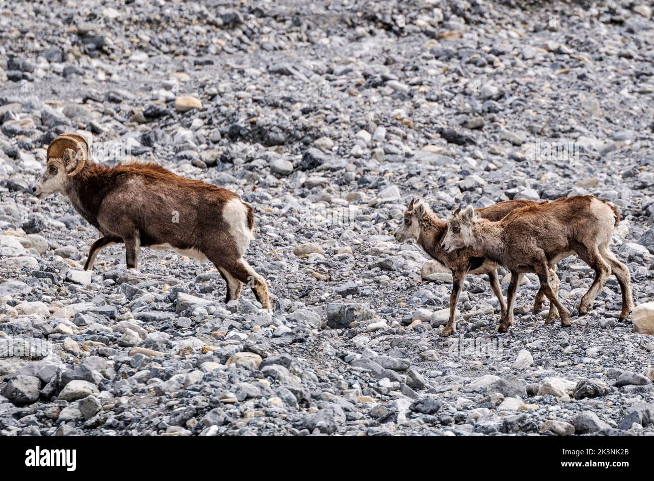 The Stone's sheep; Ovis dalli stonei; stone sheep; along the Alaska ...