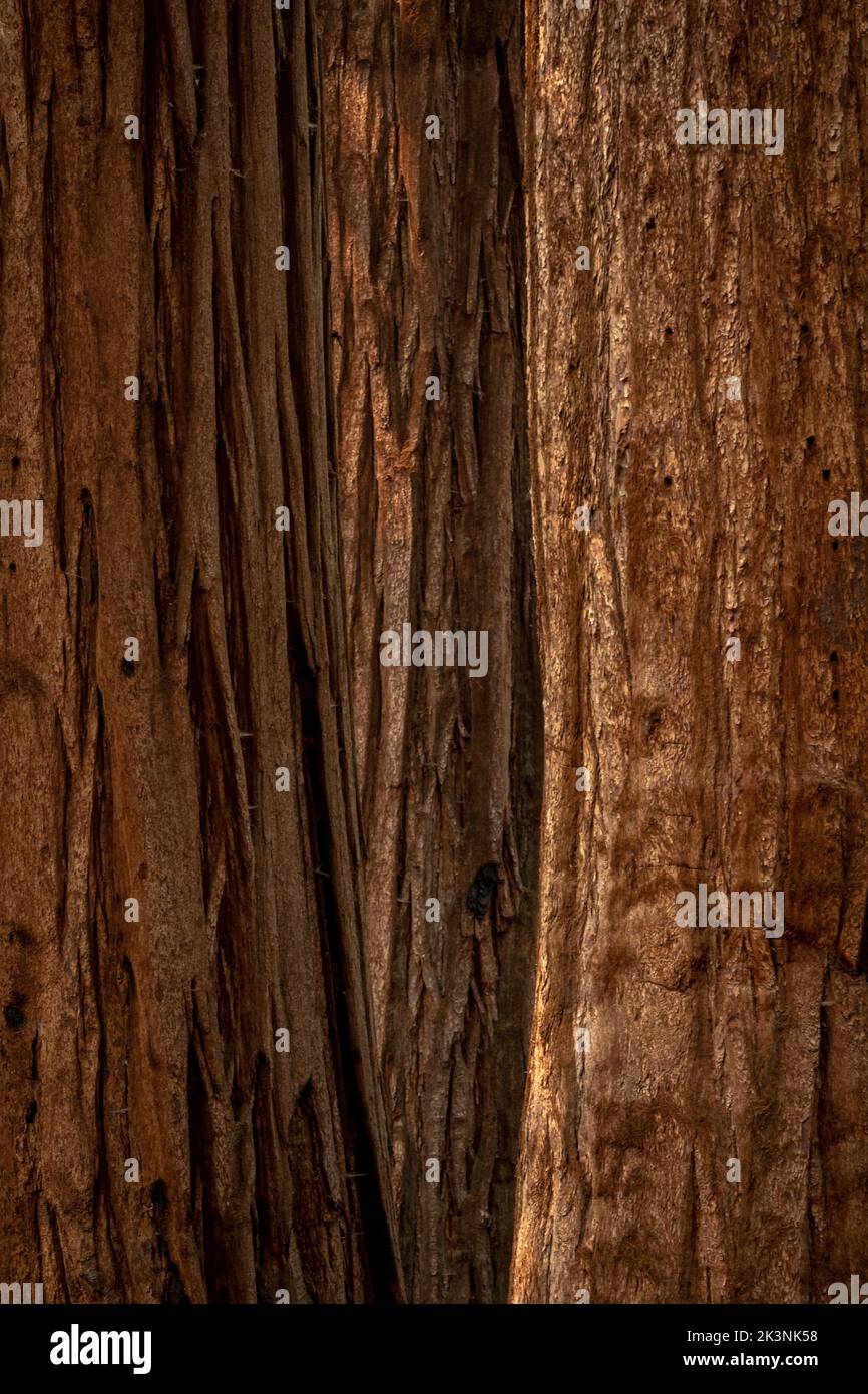 Three Layers of Sequoia Tree Bark vertical background image Stock Photo ...