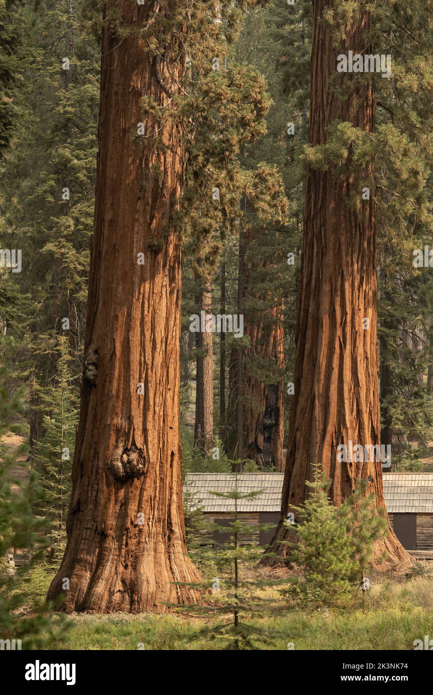 Three Sequoia Trees Stand Tall Over Long Cabin On The Forest Floor in ...