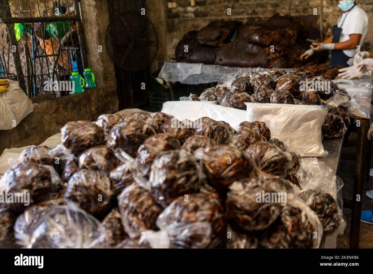 Tamarind balls packed in plastic bags in an artisanal processing plant ...