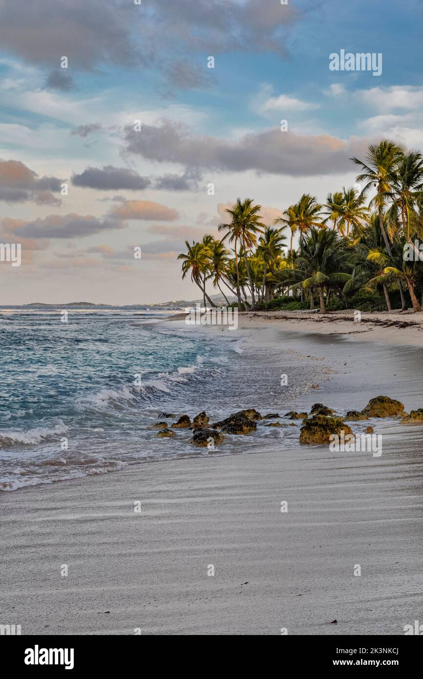 St. Croix Palm Trees At Ocean's Edge Warm Lighting Colorful Puffy ...
