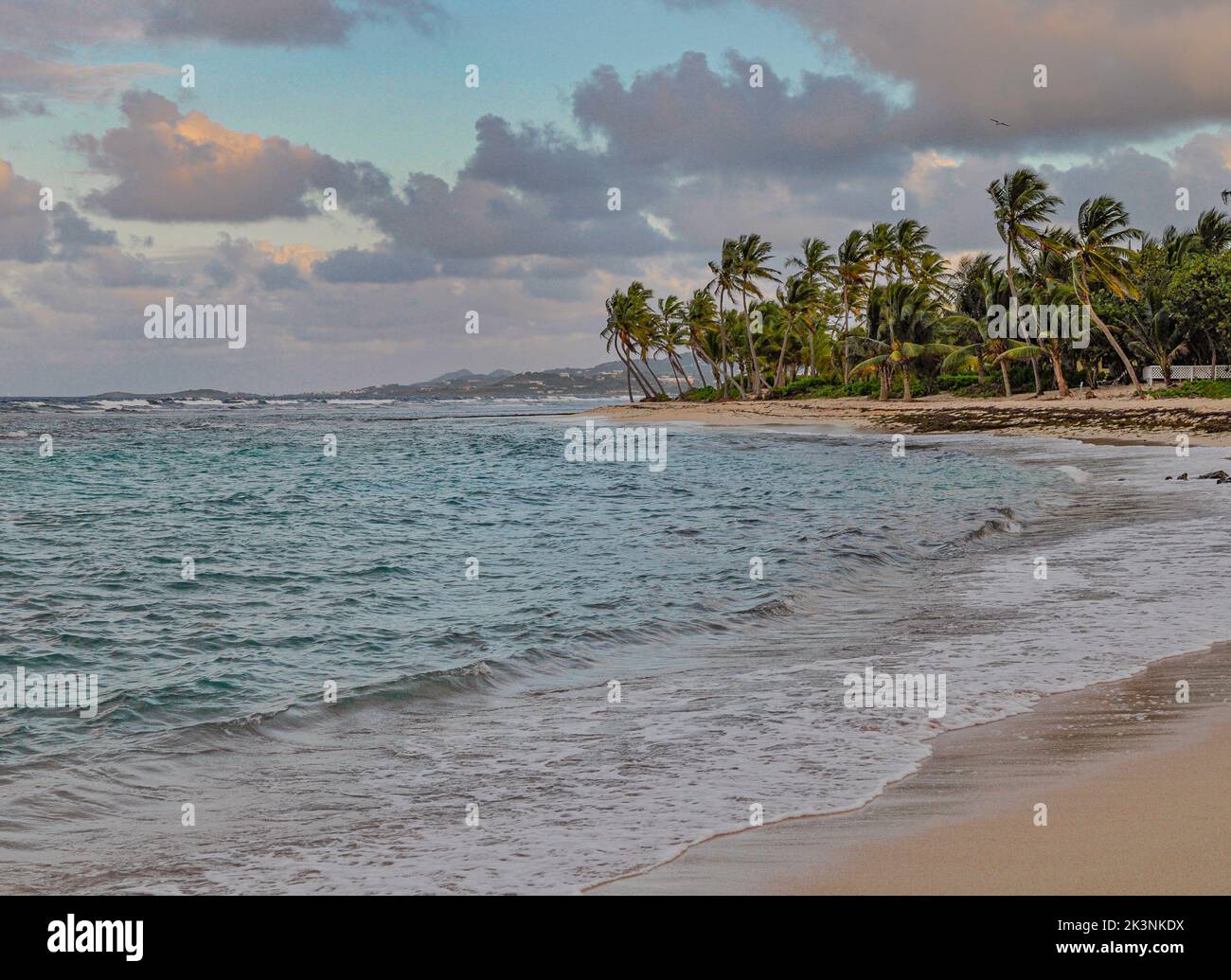 St. Croix Palm Trees At Ocean's Edge Warm Lighting & Colorful Puffy ...