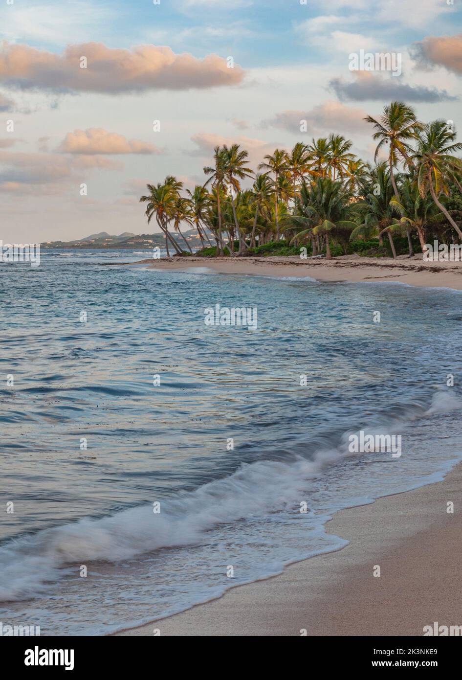St. Croix Palm Trees At Ocean's Edge Warm Lighting & Colorful Puffy ...