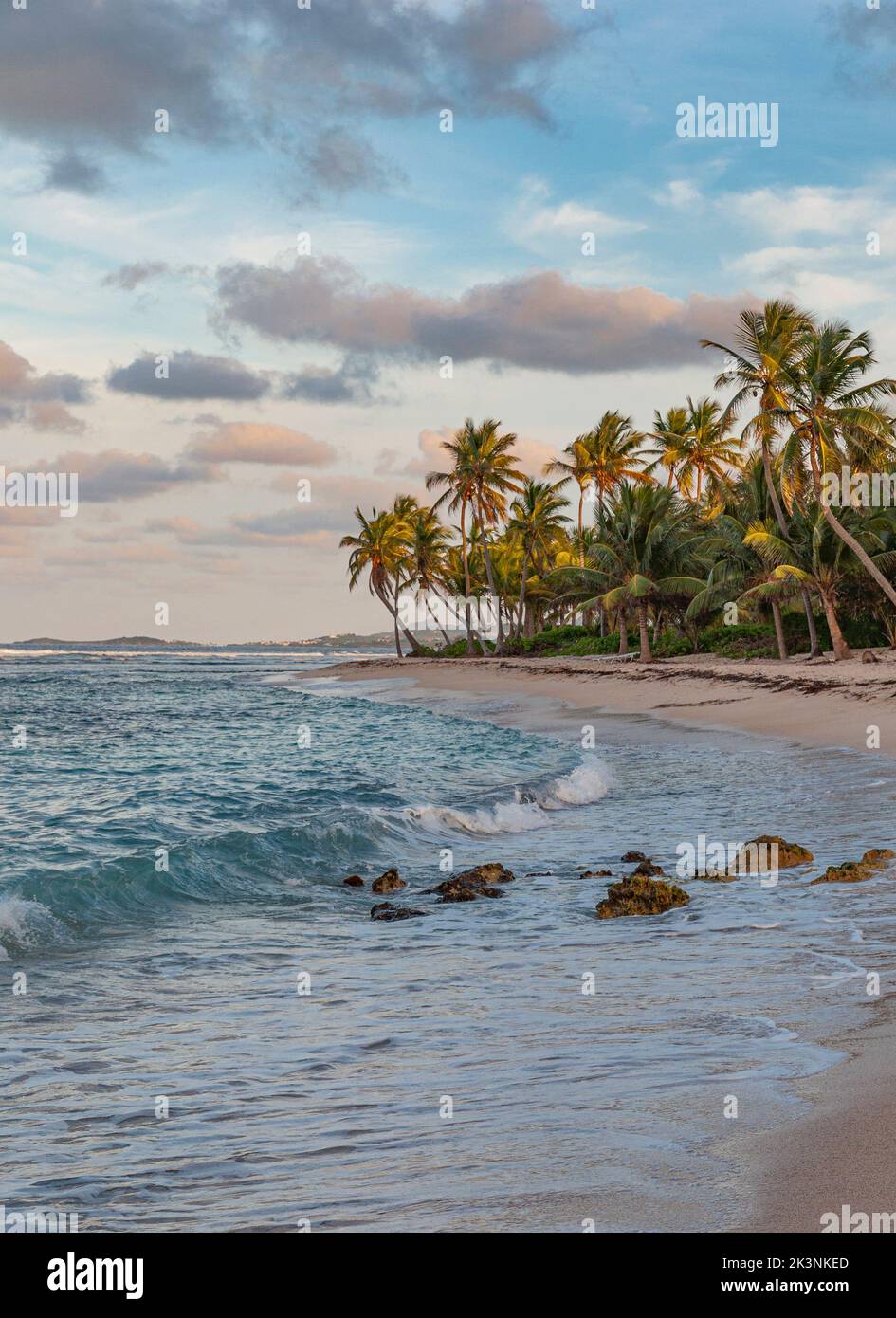 St. Croix Palm Trees At Ocean's Edge Warm Lighting & Colorful Puffy ...