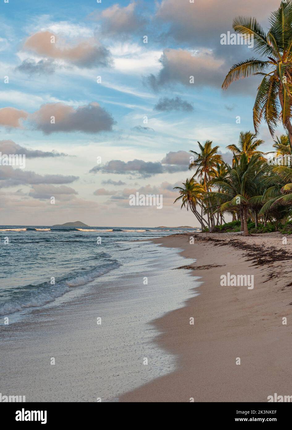 St. Croix Palm Trees At Ocean's Edge Warm Lighting & Colorful Puffy ...