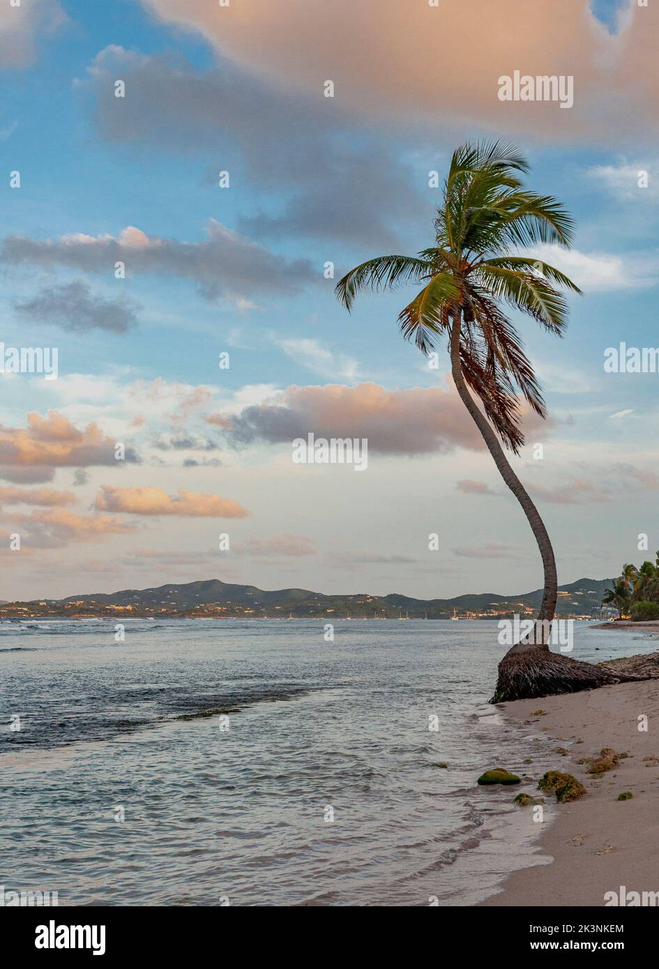 St. Croix Palm Trees At Ocean's Edge Warm Lighting & Colorful Puffy ...
