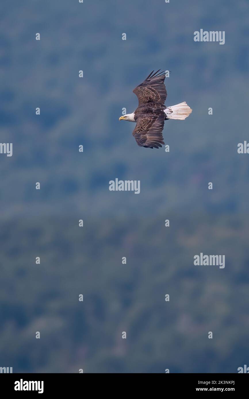 Hawk Mountain sanctuary raptors and birds of prey Stock Photo - Alamy