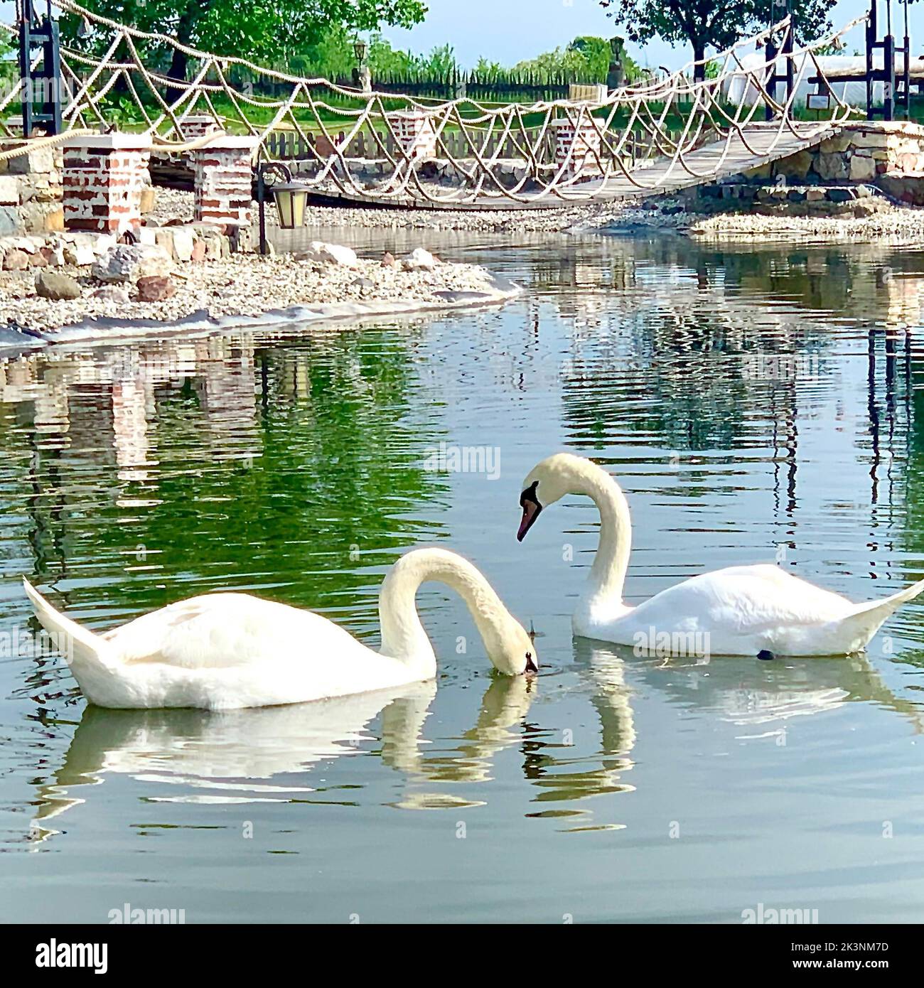 Two swans in love in the water lake Stock Photo - Alamy